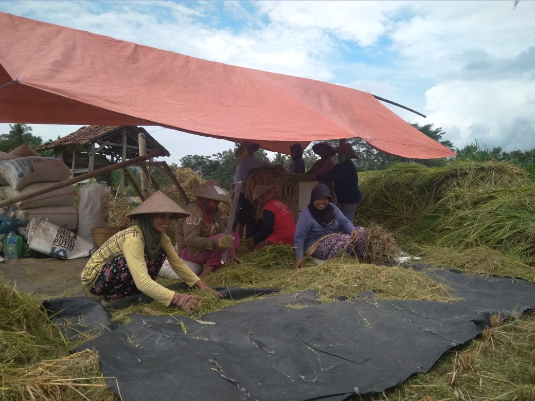 Panen Padi Metode SRI, Jaga Ketahanan Pangan Nasional