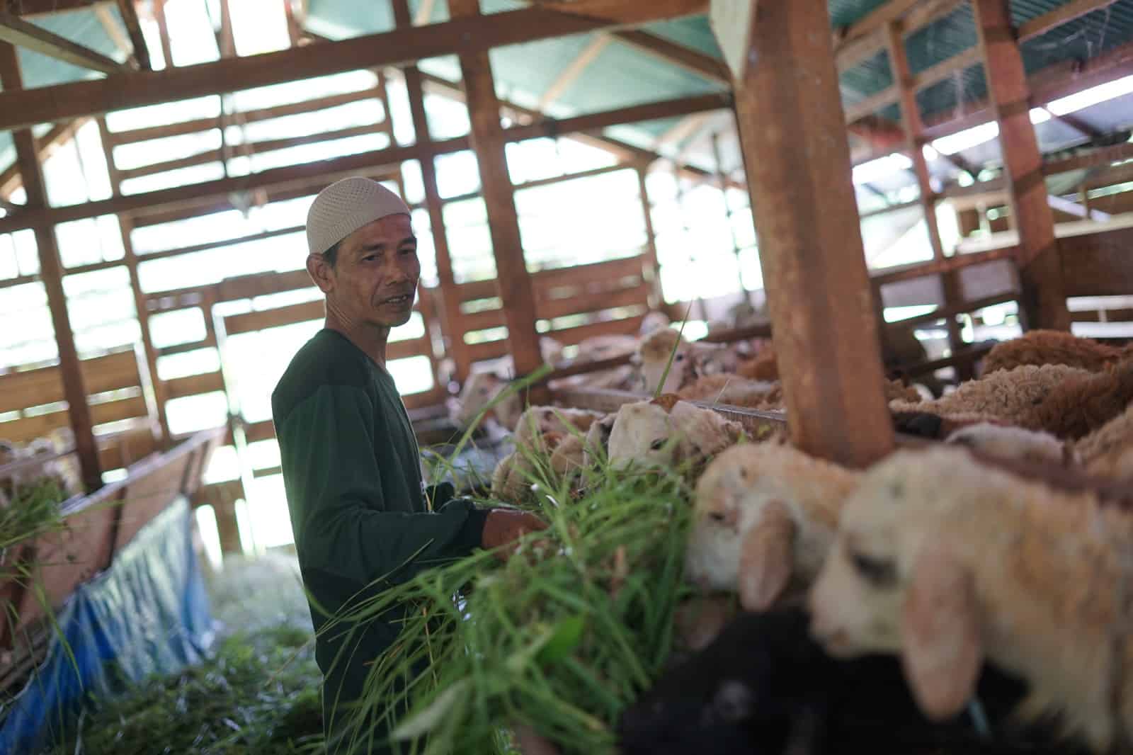 Di DD Farm Rumah Gadang, Ali Akbar: Relawan Jadi Peternak