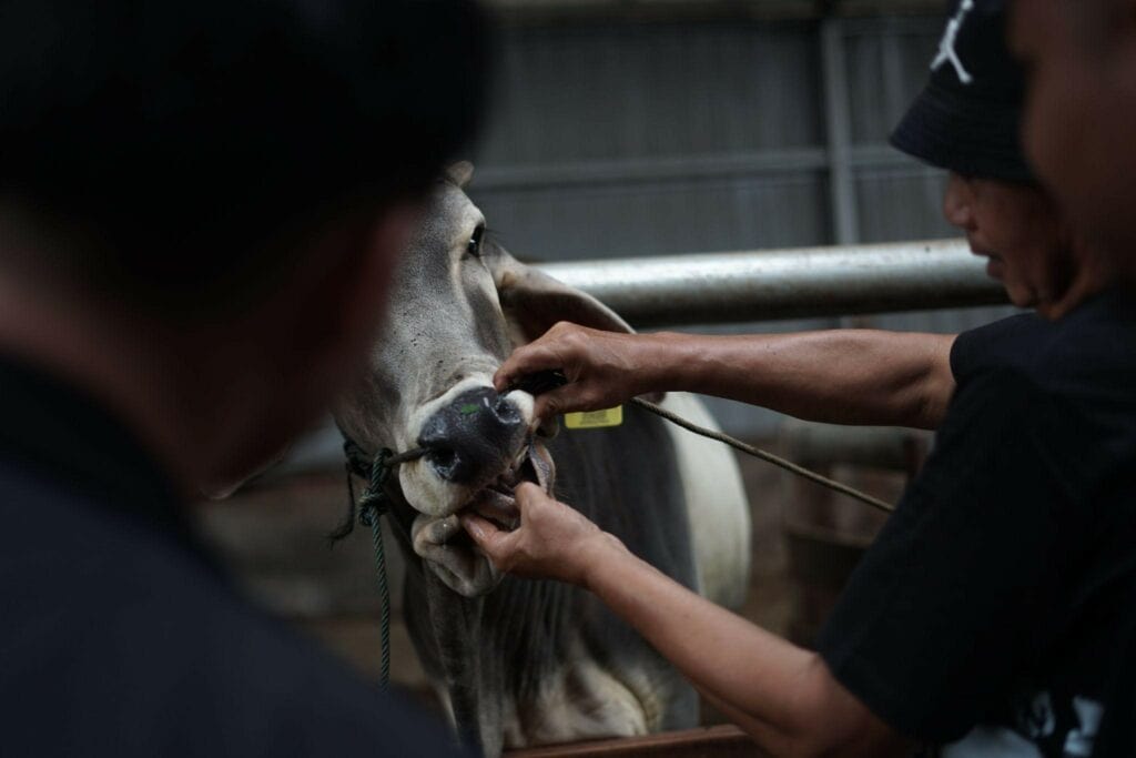 Aiman Ricky Ikut Proses QC di DD Farm Solok - Dompet Dhuafa