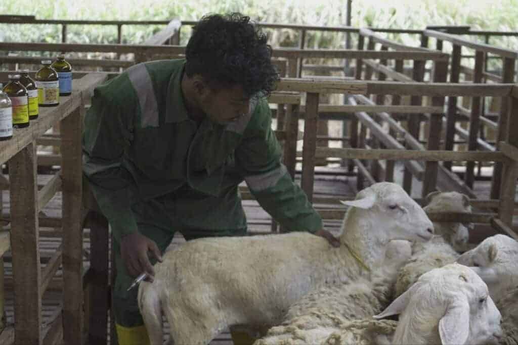 Isnaq Rozaq, Young Farmer with Dreams of Becoming a Musician