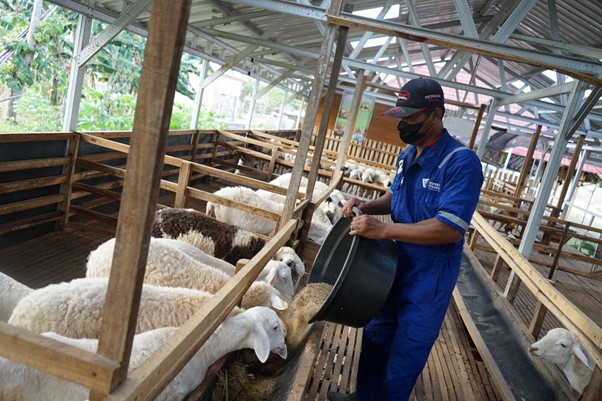 DD Farm Madiun Becomes Knowledge Hub for Local Farmers