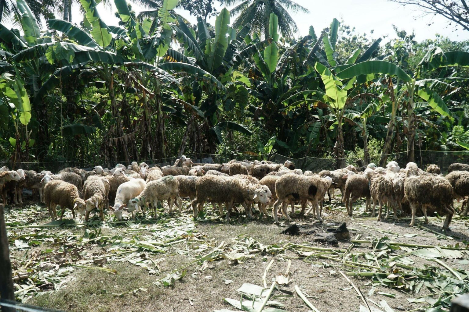Smiles Shine as Qurban Reaches Remote Central Java Areas